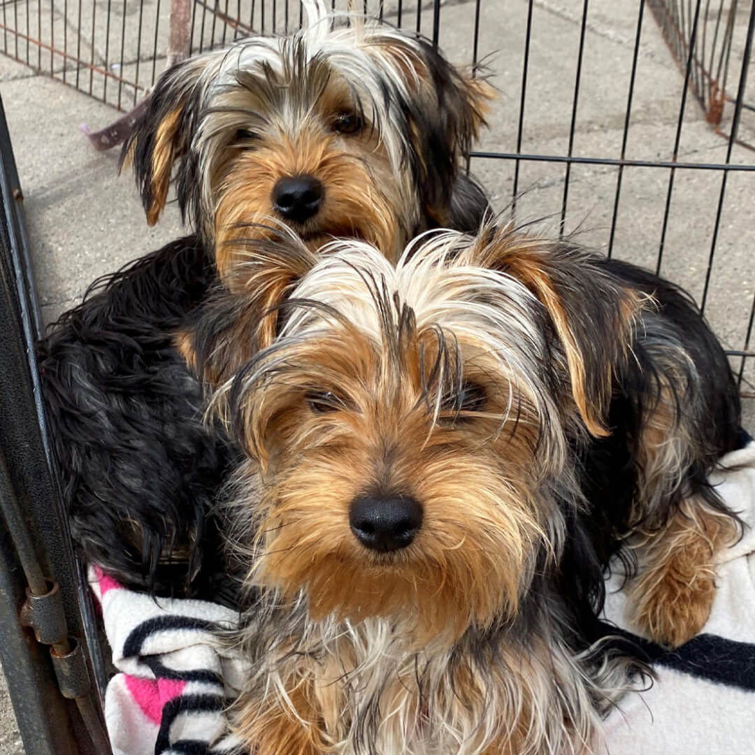 Adoptable Dogs – Dogs Aid Animal Sanctuary